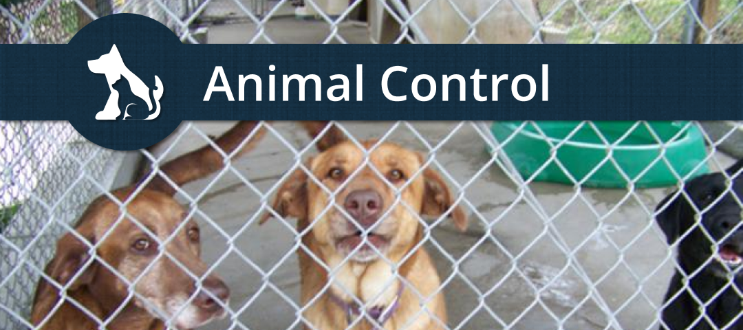 Animal Control